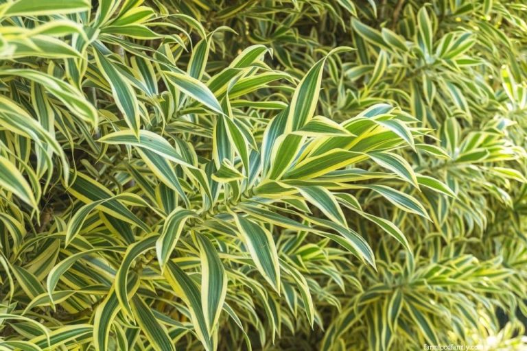 29+ Types Of Dracaena Plants: Facts, Identification, Care Guide (Photos)