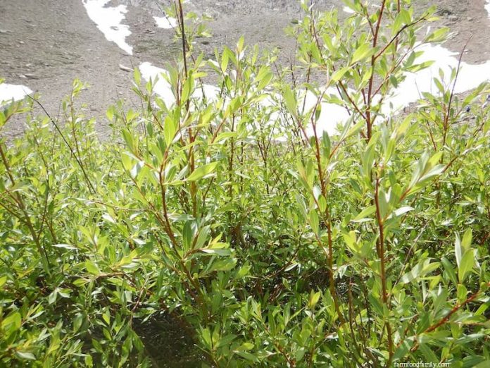 18+ Types Of Willow Trees (Dwarf, Sweeping, Shrubs) - Facts, Symbolism