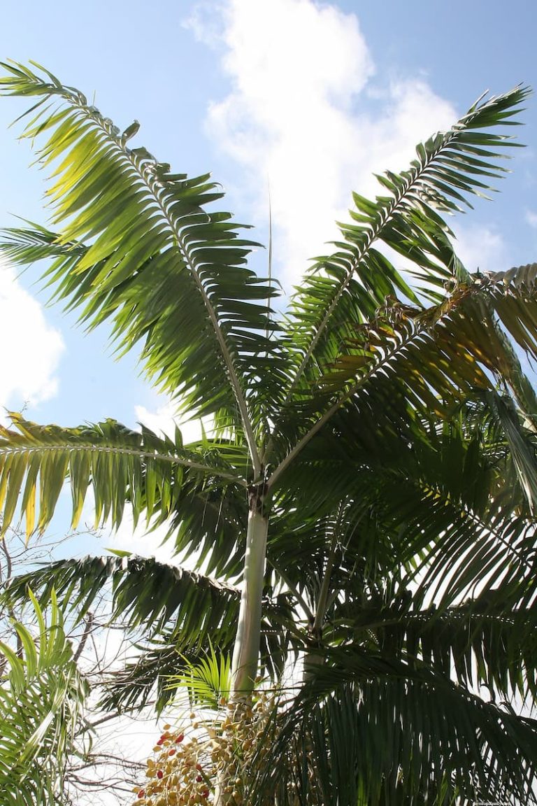 34+ Types Of Palm Trees In Florida With Pictures - Identification