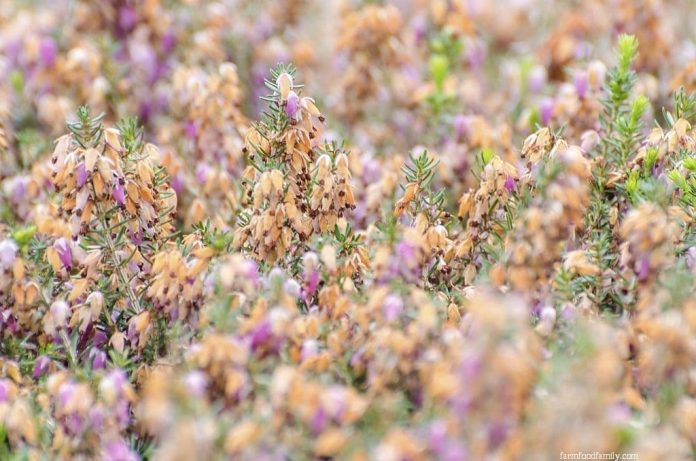 39+ Small and Dwarf Evergreen Shrubs For Small Gardens (With Photos)