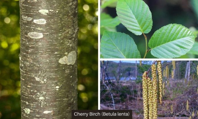 16+ Types Of Birch Trees (Leaves, Bark, Flowers) - Identification, Meaning