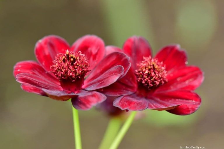 33+ Rare Flowers With Names & Their Meanings (Photos)