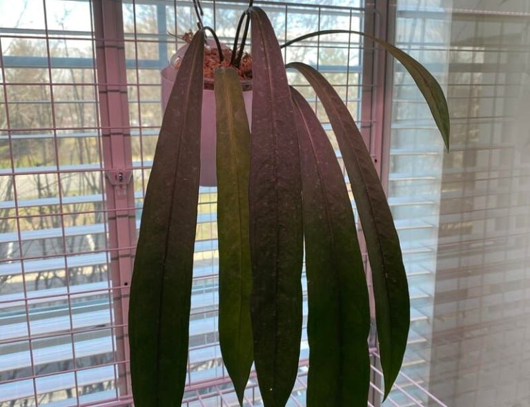 Anthuriums: 22 Types, Plant Care and Growing Guide (With Pictures)