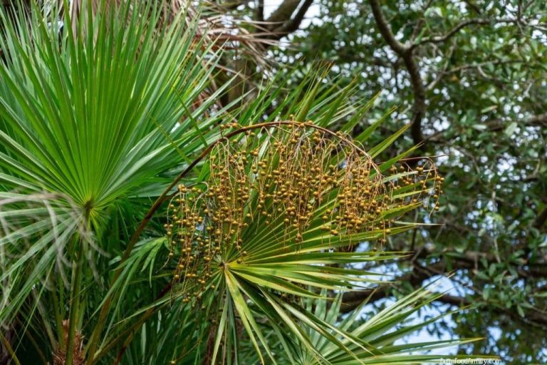 34+ Types Of Palm Trees In Florida With Pictures - Identification