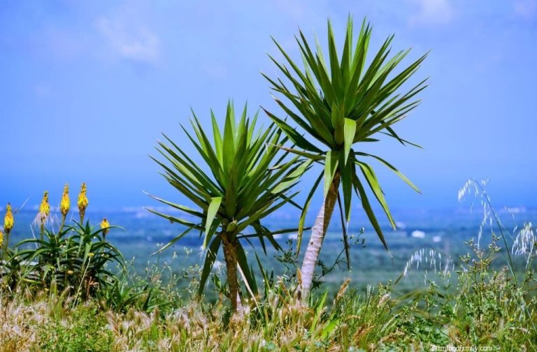 29+ Types Of Dracaena Plants: Facts, Identification, Care Guide (Photos)