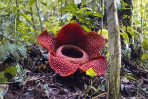 33+ Rare Flowers With Names & Their Meanings (Photos)