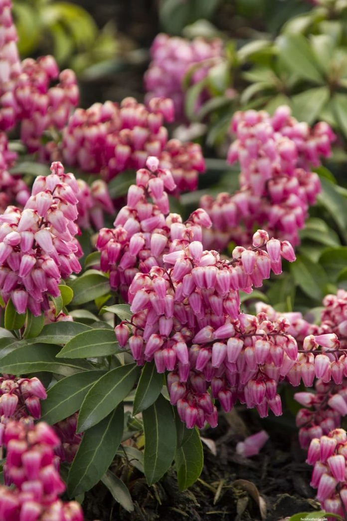 39+ Small and Dwarf Evergreen Shrubs For Small Gardens (With Photos)