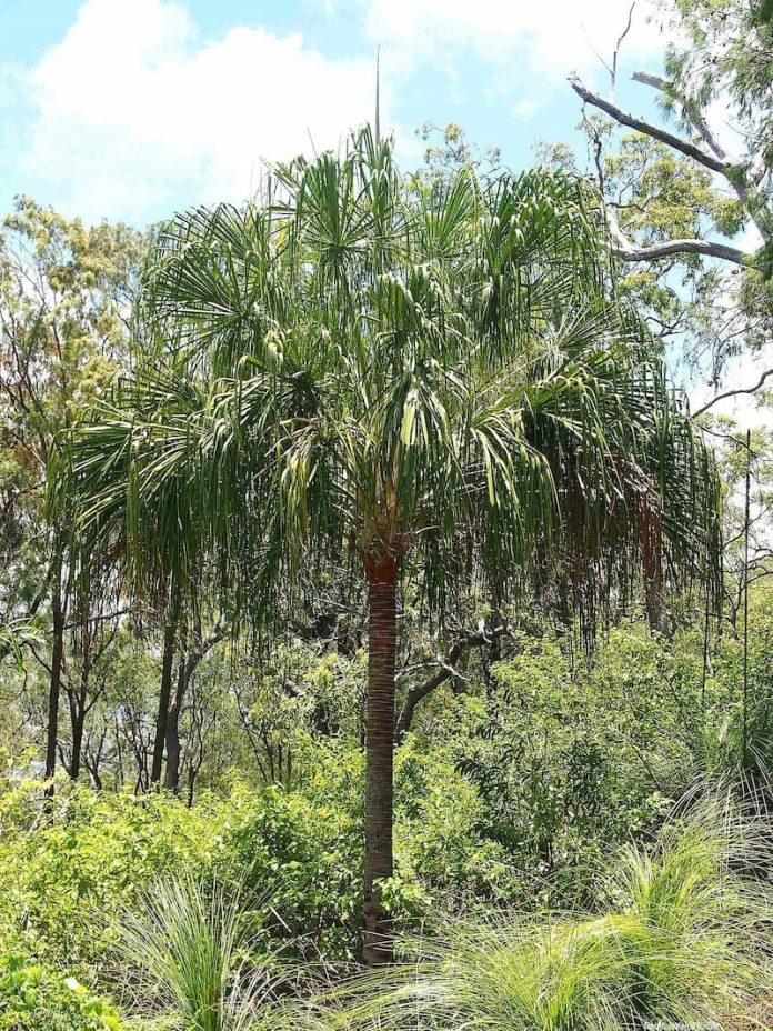 34+ Types Of Palm Trees In Florida With Pictures - Identification