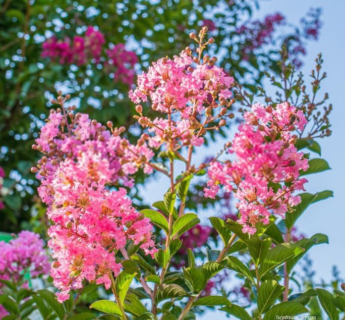 39+ Small and Dwarf Evergreen Shrubs For Small Gardens (With Photos)