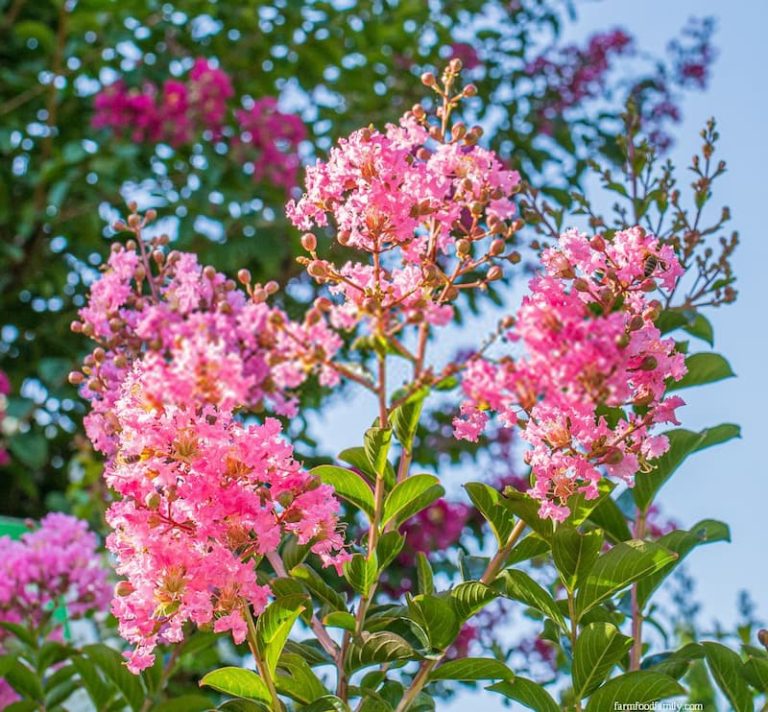 39+ Small and Dwarf Evergreen Shrubs For Small Gardens (With Photos)