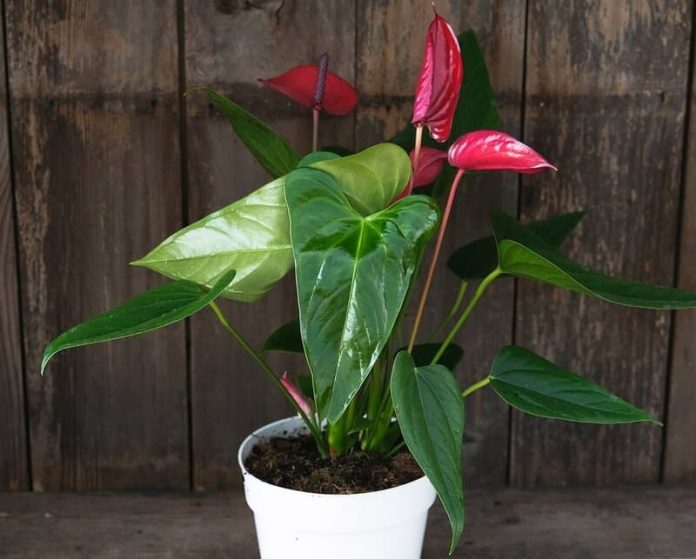 Anthuriums: 22 Types, Plant Care and Growing Guide (With Pictures)