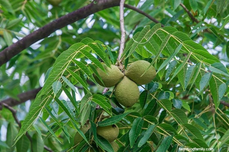 11+ Types Of Walnut Trees (Bark, Leaves): Meaning, Identification