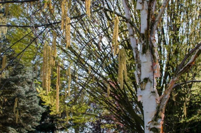 16+ Types Of Birch Trees (Leaves, Bark, Flowers) - Identification, Meaning