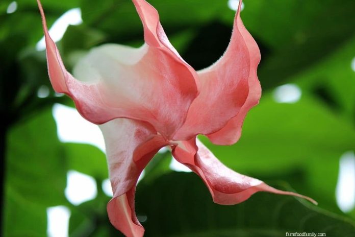 33+ Rare Flowers With Names & Their Meanings (Photos)