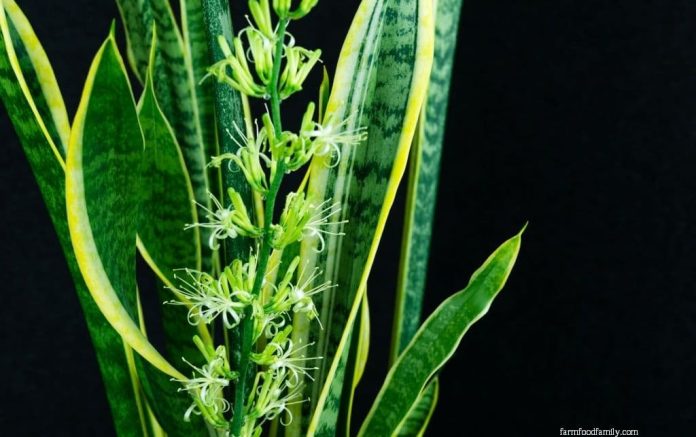 35+ Types Of Snake Plants (Sansevieria Varieties) With Pictures