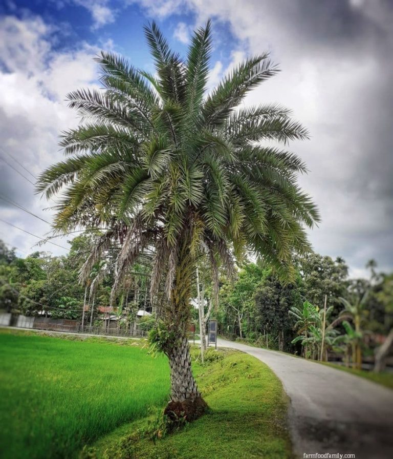34+ Types Of Palm Trees In Florida With Pictures - Identification