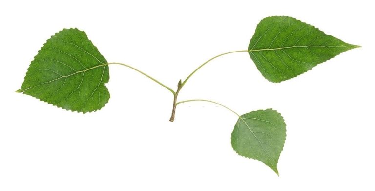 Poplar Trees: 13 Varieties, Leaves, Bark, Identification (Ultimate Guide)