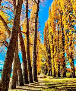 Poplar Trees: 13 Varieties, Leaves, Bark, Identification (Ultimate Guide)