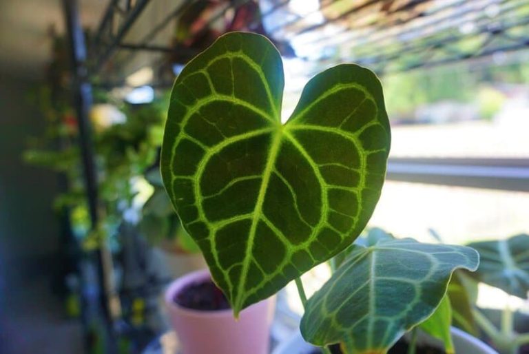 Anthuriums: 22 Types, Plant Care and Growing Guide (With Pictures)