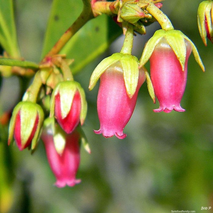 39+ Small and Dwarf Evergreen Shrubs For Small Gardens (With Photos)