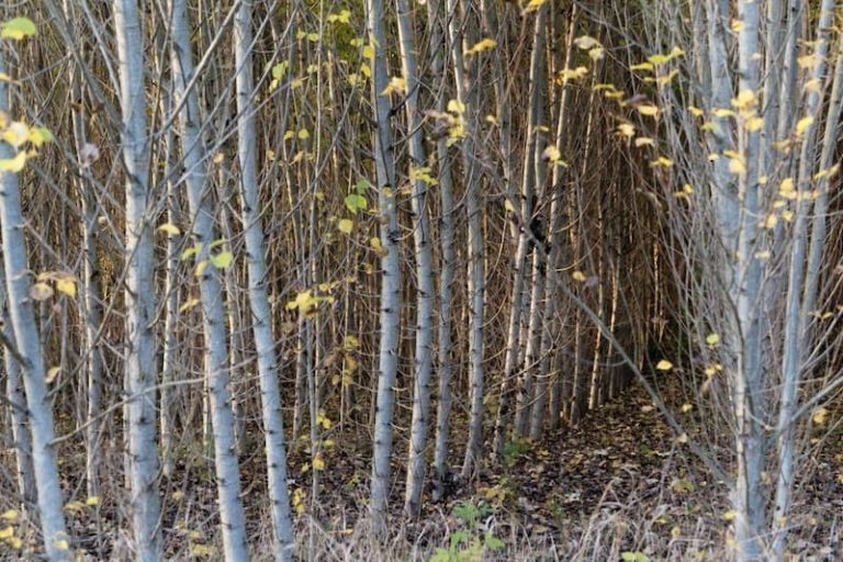 Poplar Trees: 13 Varieties, Leaves, Bark, Identification (Ultimate Guide)
