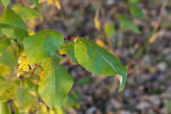 Poplar Trees: 13 Varieties, Leaves, Bark, Identification (Ultimate Guide)