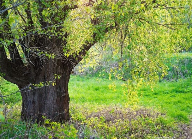 18+ Types Of Willow Trees (Dwarf, Sweeping, Shrubs) - Facts, Symbolism