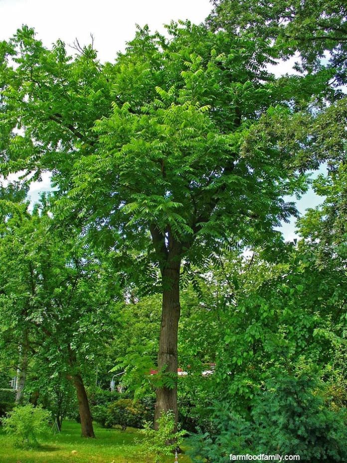 11+ Types Of Walnut Trees (Bark, Leaves): Meaning, Identification