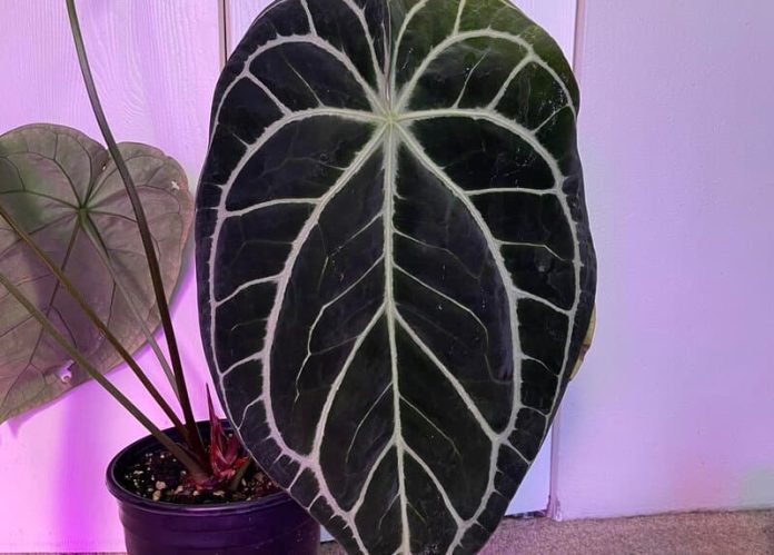 Anthuriums: 22 Types, Plant Care and Growing Guide (With Pictures)