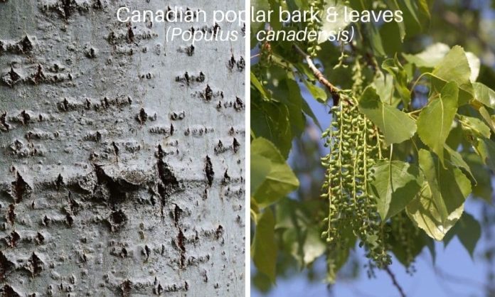 Poplar Trees: 13 Varieties, Leaves, Bark, Identification (Ultimate Guide)