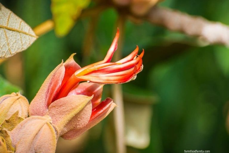 33+ Rare Flowers With Names & Their Meanings (Photos)