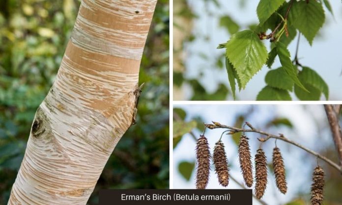 16+ Types Of Birch Trees (Leaves, Bark, Flowers) - Identification, Meaning