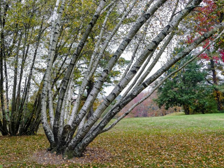 16+ Types Of Birch Trees (Leaves, Bark, Flowers) - Identification, Meaning