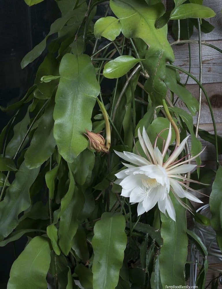 33+ Rare Flowers With Names & Their Meanings (Photos)