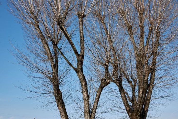 Poplar Trees: 13 Varieties, Leaves, Bark, Identification (Ultimate Guide)