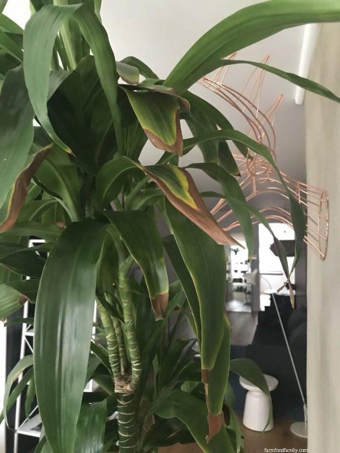 29+ Types Of Dracaena Plants: Facts, Identification, Care Guide (Photos)