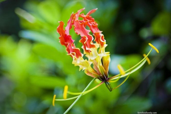 33+ Rare Flowers With Names & Their Meanings (Photos)