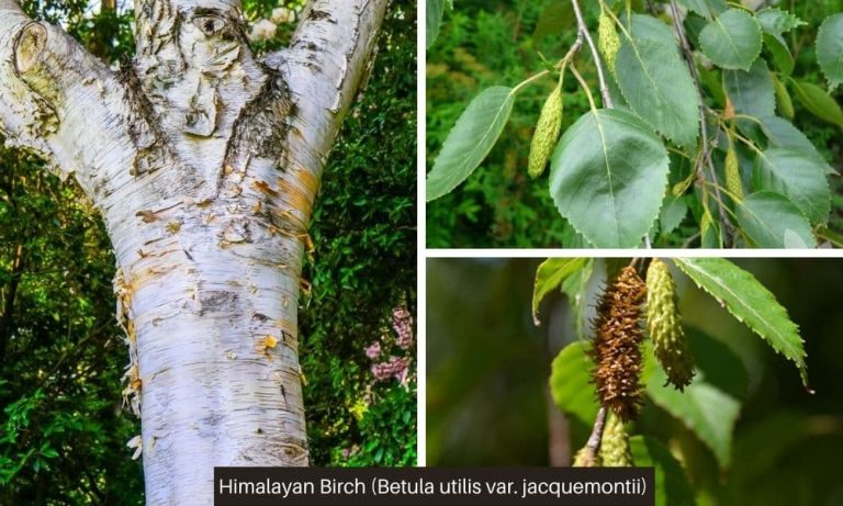 16+ Types Of Birch Trees (Leaves, Bark, Flowers) - Identification, Meaning