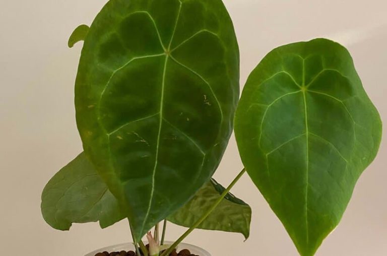 Anthuriums: 22 Types, Plant Care and Growing Guide (With Pictures)