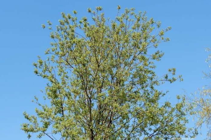 18+ Types Of Willow Trees (Dwarf, Sweeping, Shrubs) - Facts, Symbolism