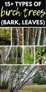 16+ Types Of Birch Trees (Leaves, Bark, Flowers) - Identification, Meaning
