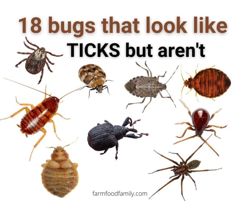 18 Bugs That Look Like Ticks But Aren't In Your House (With Pictures)