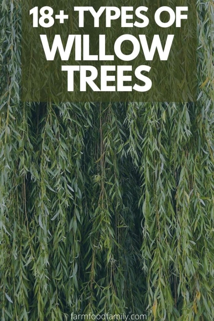 18+ Types Of Willow Trees (Dwarf, Sweeping, Shrubs) - Facts, Symbolism