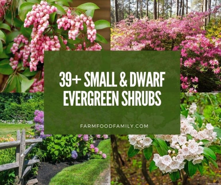 39+ Small and Dwarf Evergreen Shrubs For Small Gardens (With Photos)
