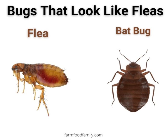 12 Bugs That Look Like Fleas And Jump With Pictures (But Aren't)