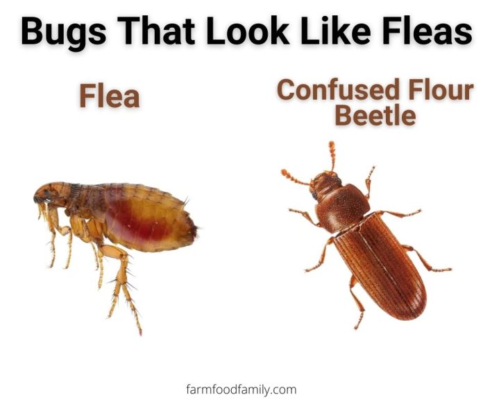 12 Bugs That Look Like Fleas And Jump With Pictures (But Aren't)