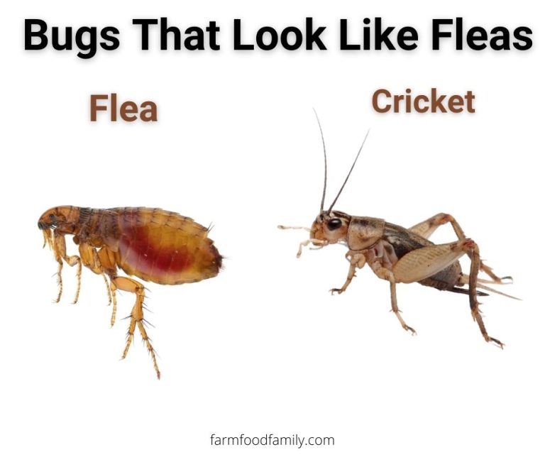 12 Bugs That Look Like Fleas And Jump With Pictures (But Aren't)