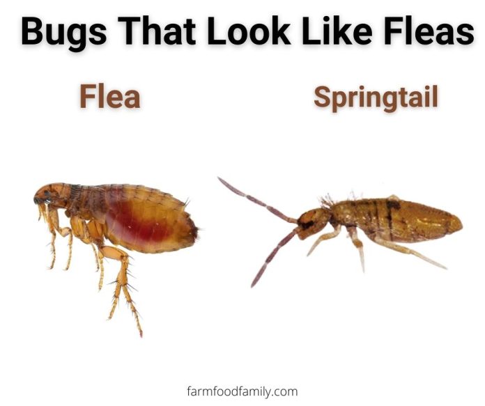 12 Bugs That Look Like Fleas And Jump With Pictures (But Aren't)