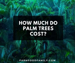How Much Do Palm Trees Cost? {Species of Palm Trees and Costs}