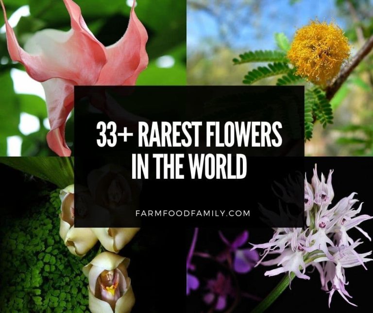 33+ Rare Flowers With Names & Their Meanings (Photos)